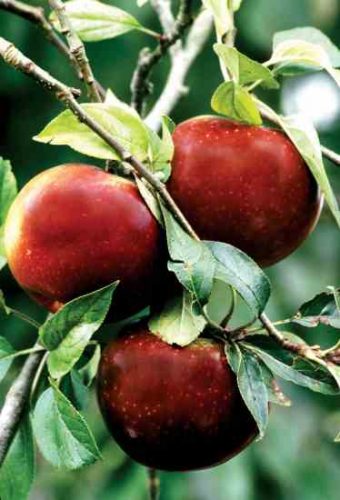 Heirloom Apple Varieties List - Grit